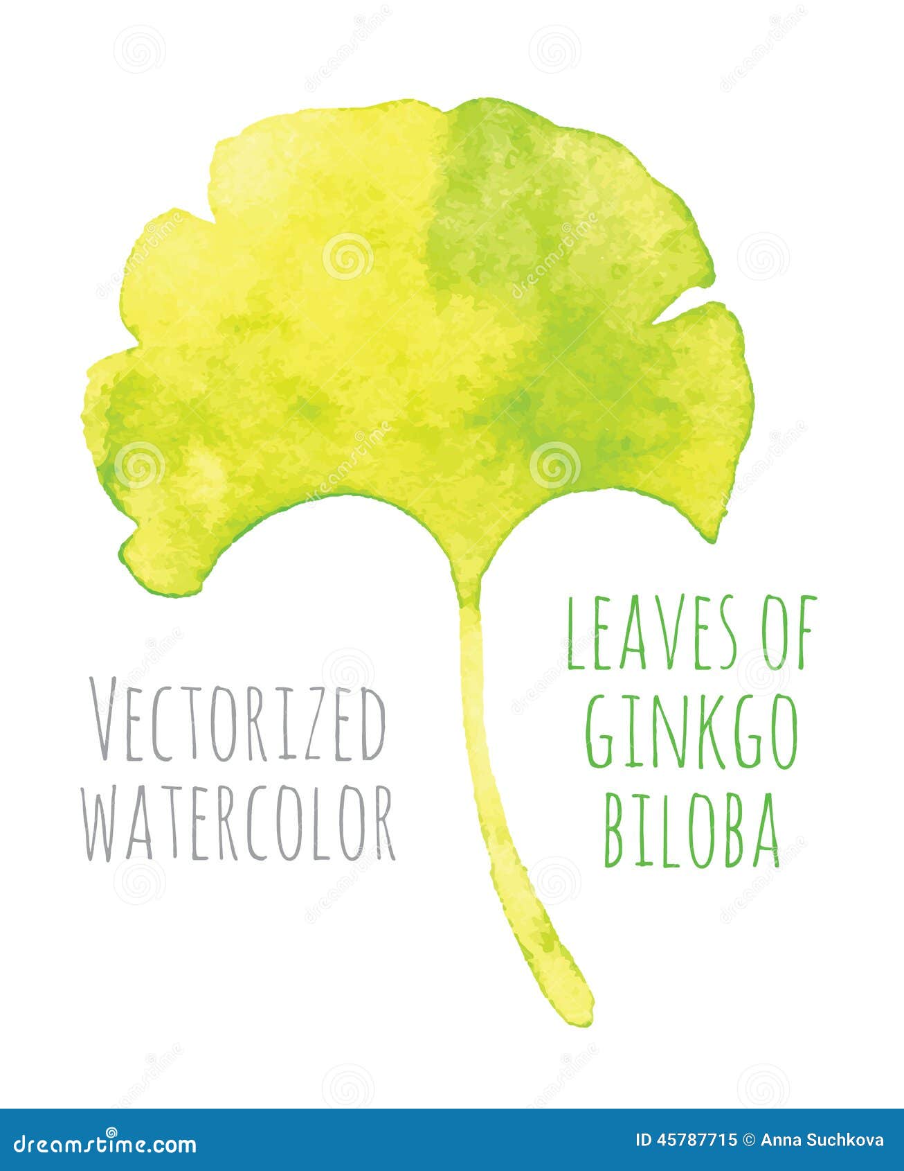 Vectorized Watercolor Hand Drawing Eaf of Ginkgo Stock Vector ...