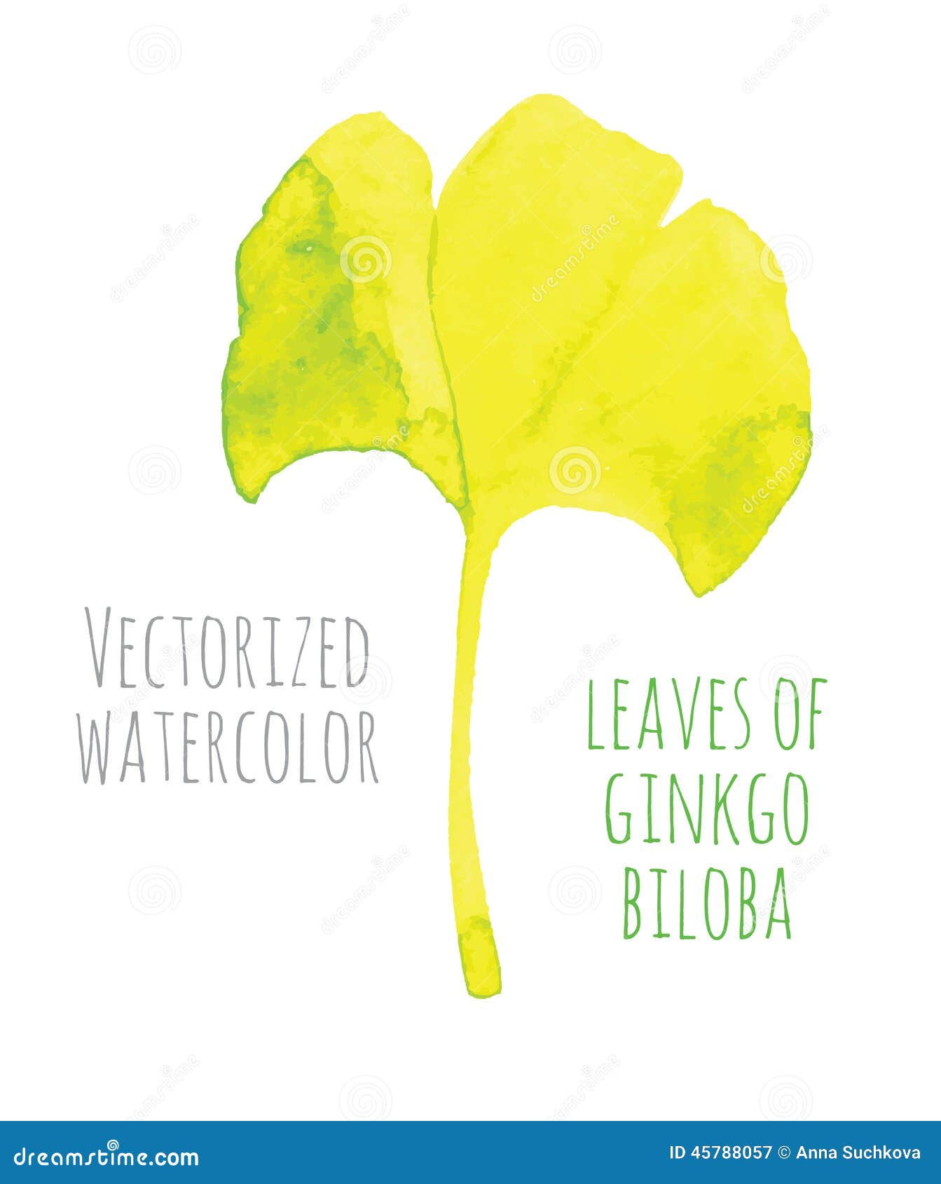 Vectorized Watercolor Hand Drawing Eaf of Ginkgo Stock Vector ...