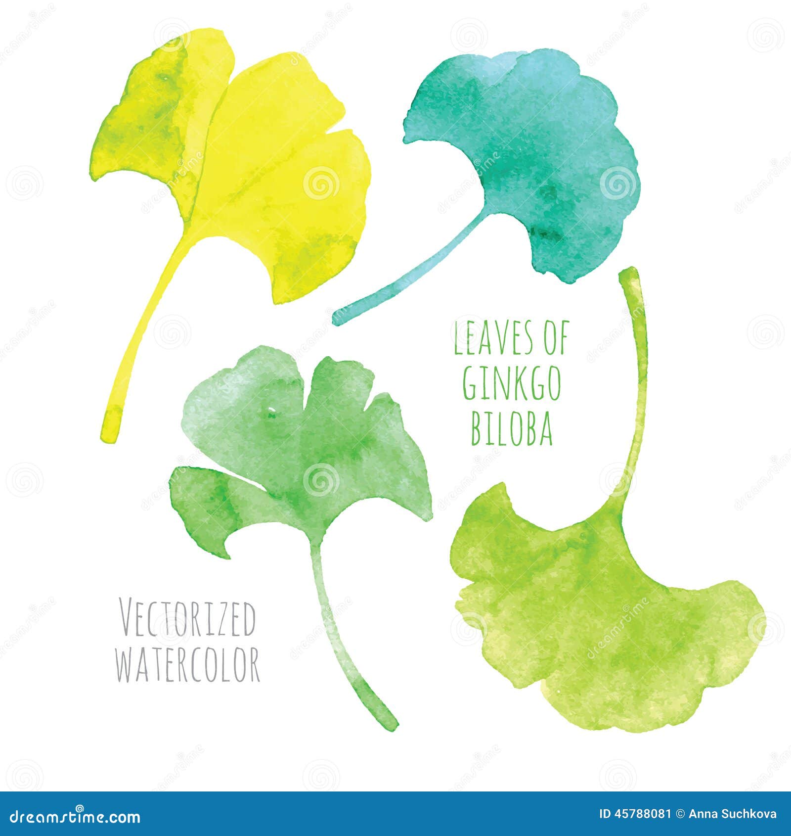 Vectorized Watercolor Hand Drawing Leaf of Ginkgo Stock Vector ...