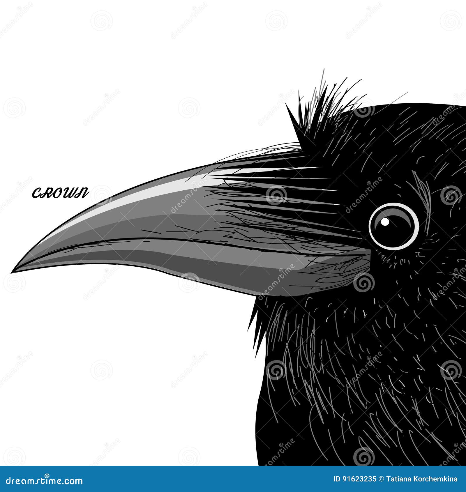 Vectorportret Van Een Zwarte Raaf Vector Illustratie - Illustration of ...