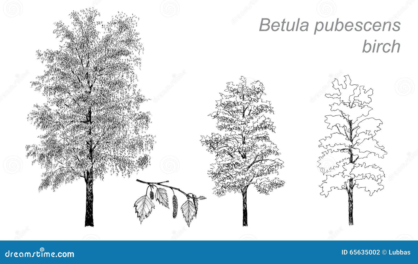 Vectortekening Van Berk (Witte Berk Pubescens) Vector Illustratie ...