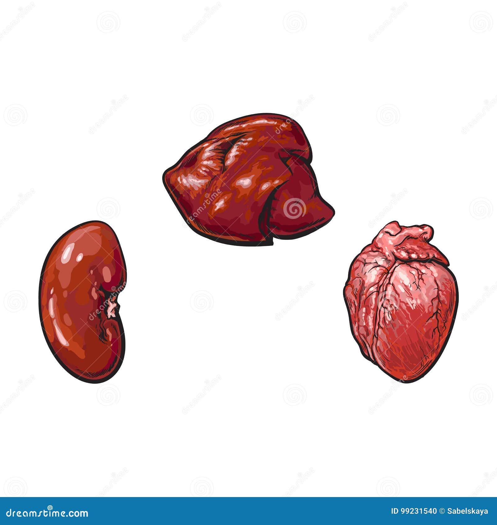 Vectorvarkensvlees Ruwe Nier, Lever, De Schets Van Het Hartafval Vector ...