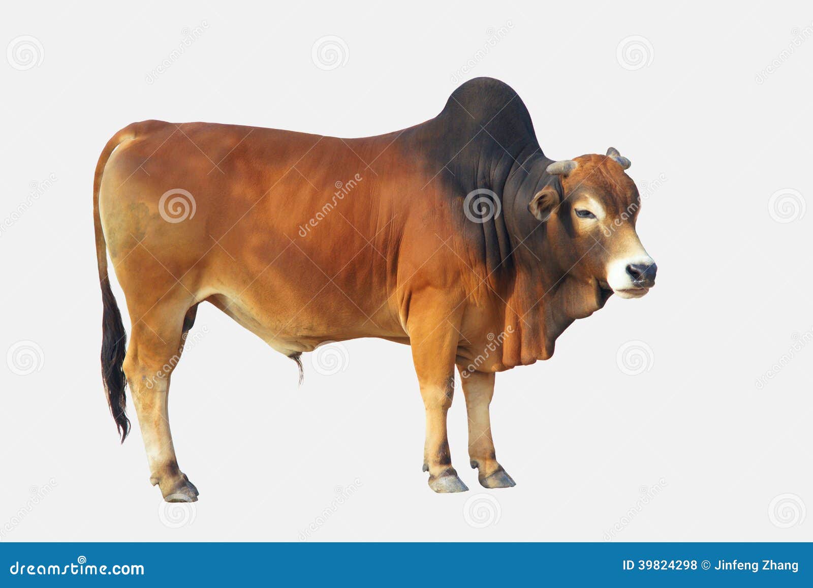 Vee stock foto. Image of dier, dieren, stier, zwelling - 39824298