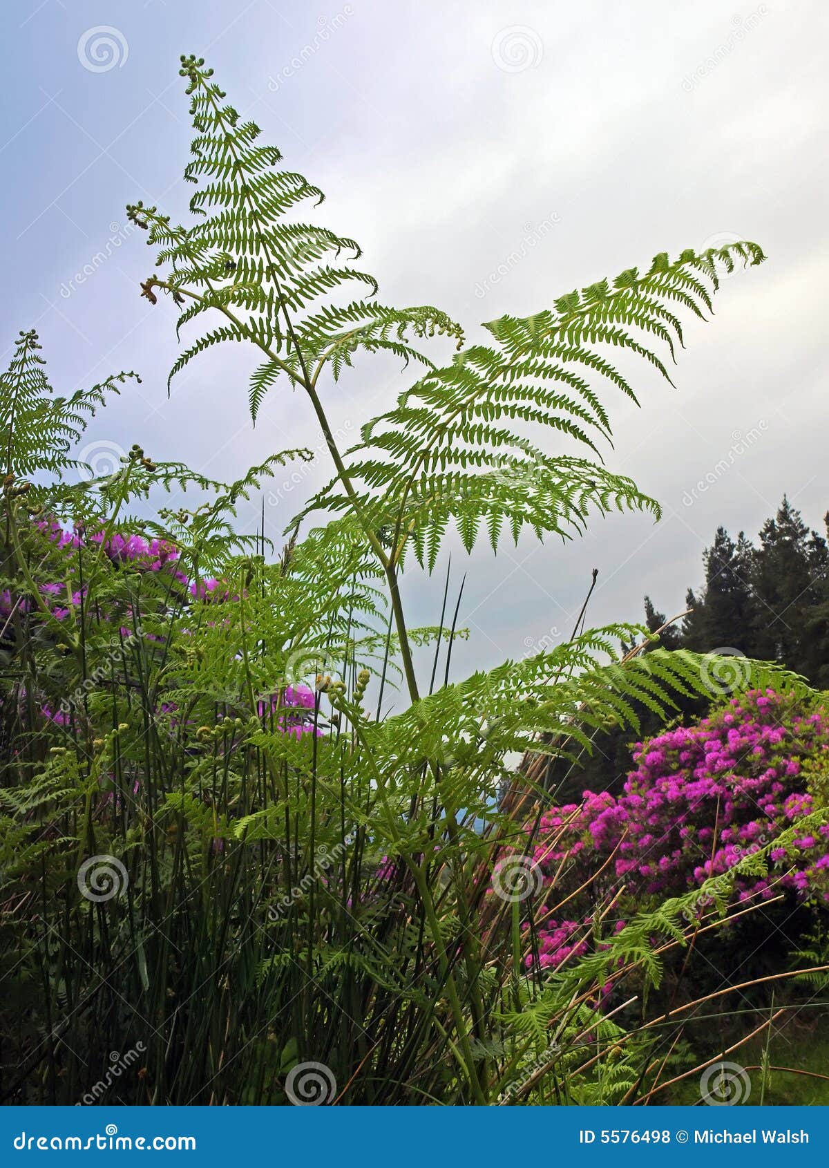 The Vee stock photo. Image of ferns, trees, summer, forest - 5576498