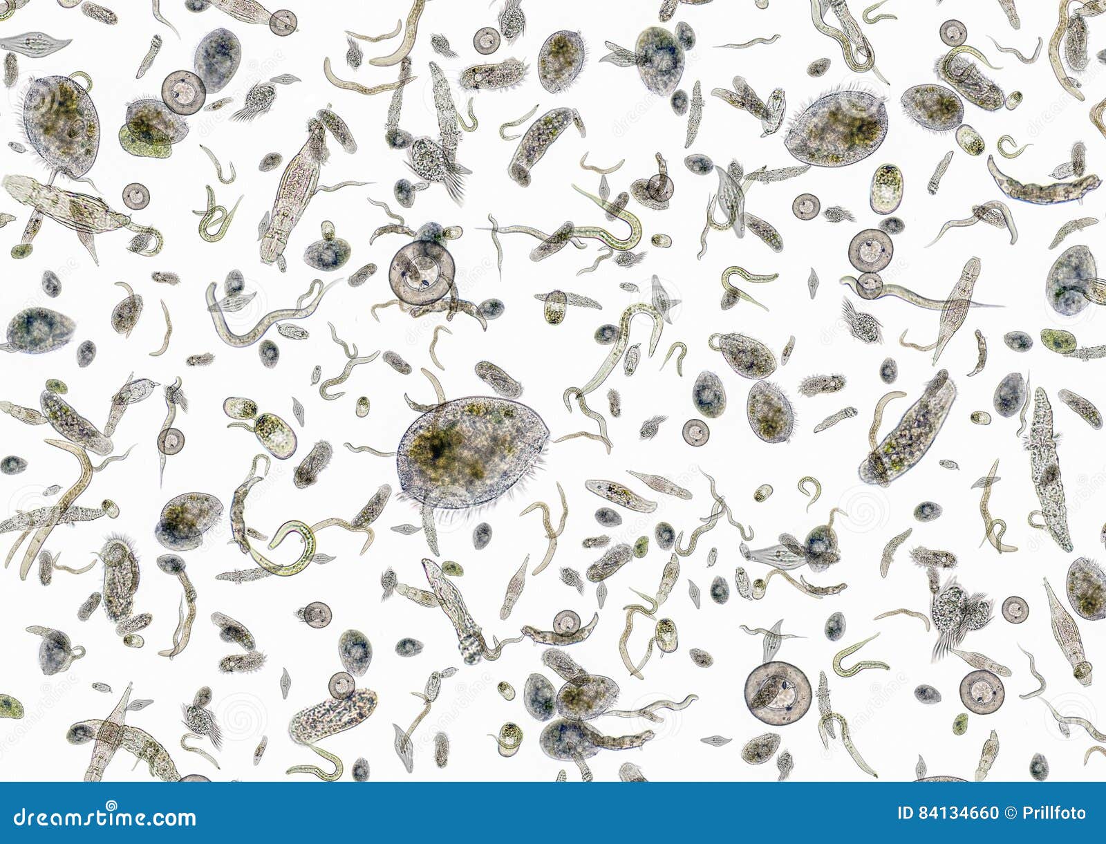 Veel Diverse Micro-organismen Stock Foto - Image of wetenschappelijk ...