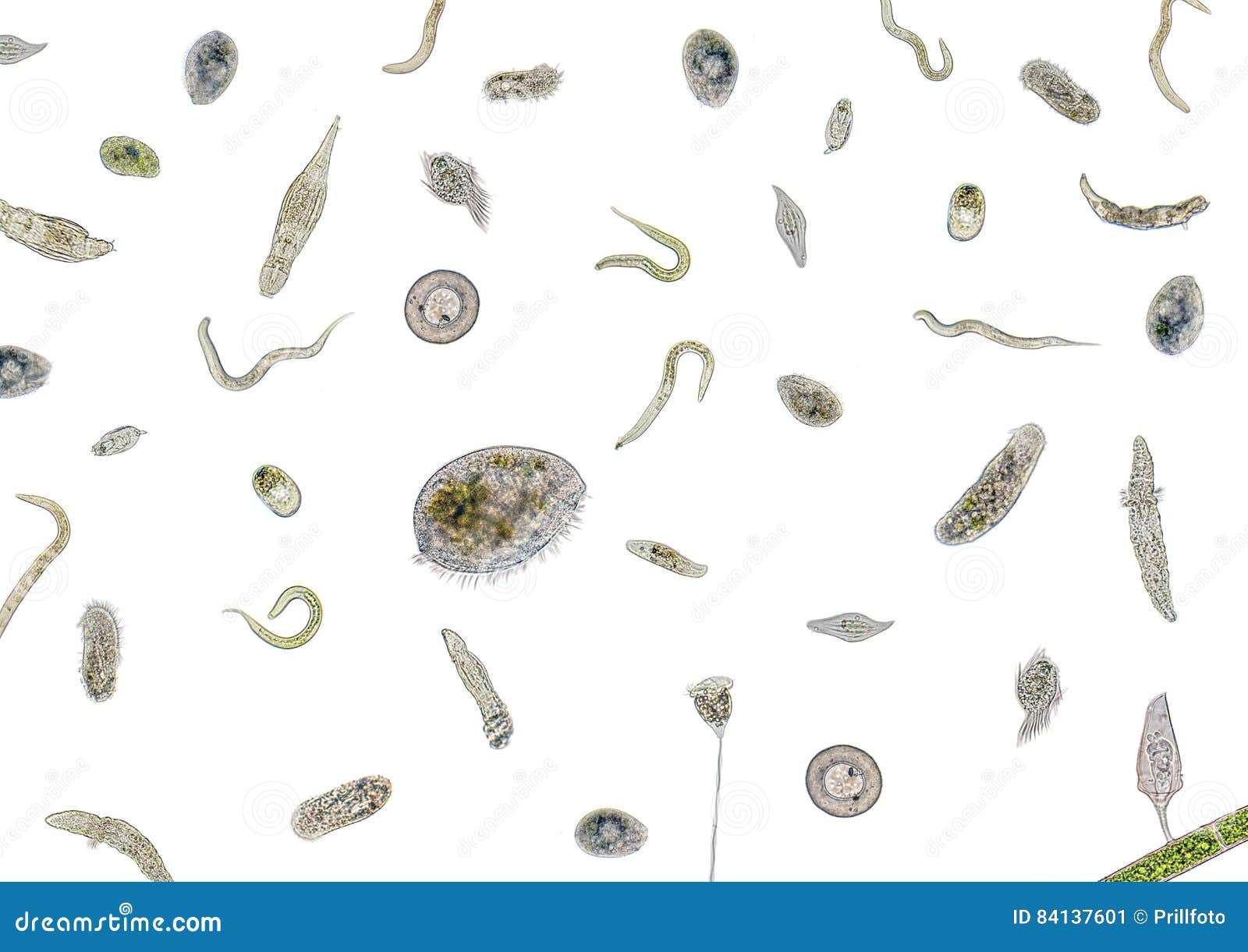 Veel Diverse Micro-organismen Stock Afbeelding - Image of biologie ...