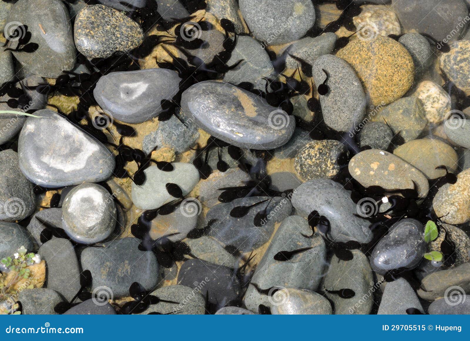 Kikkervisje stock afbeelding. Image of verandering, meer - 29705515