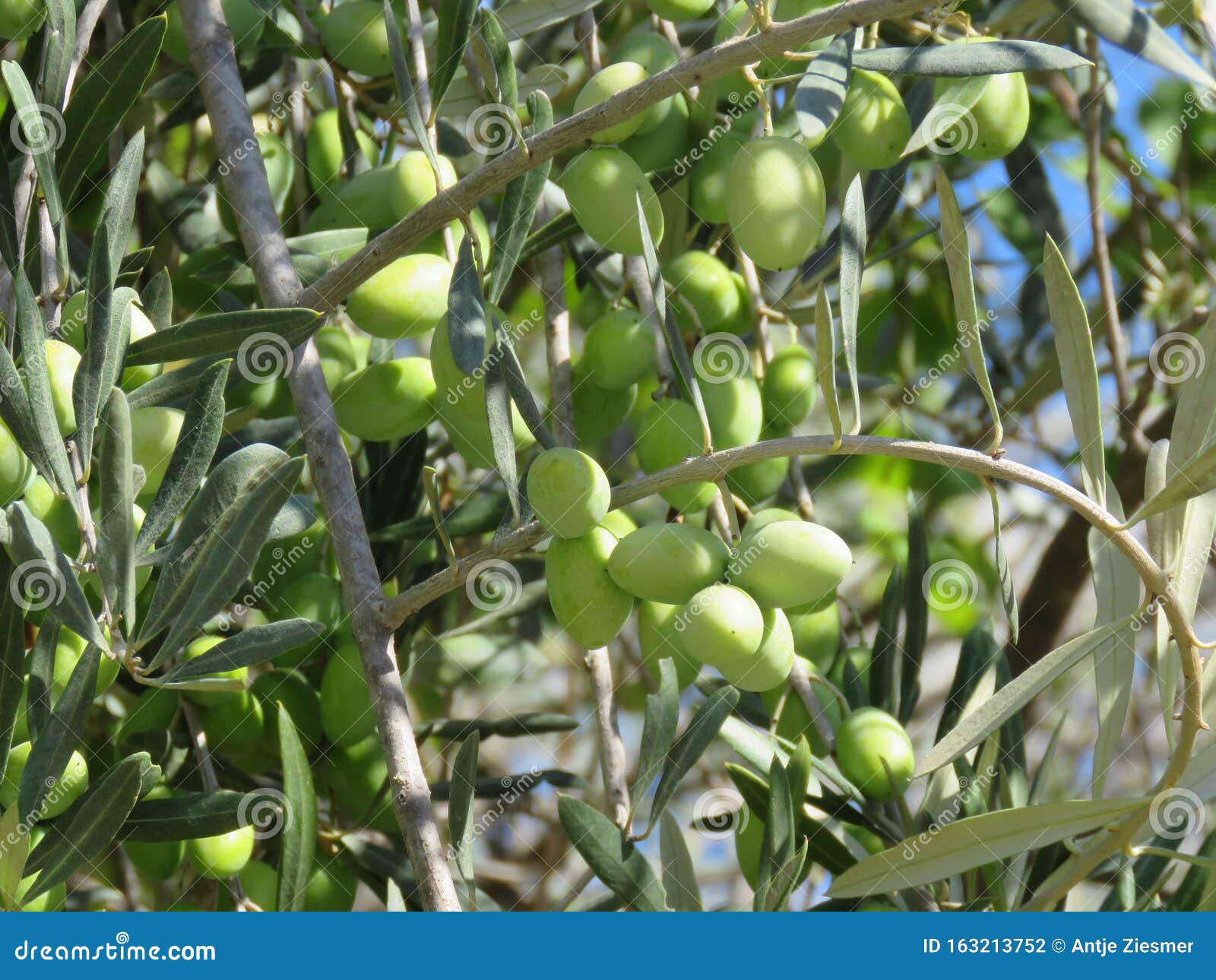 Veel Olijven Op De Boom in Groen Stock Foto - Image of olijf, olie ...