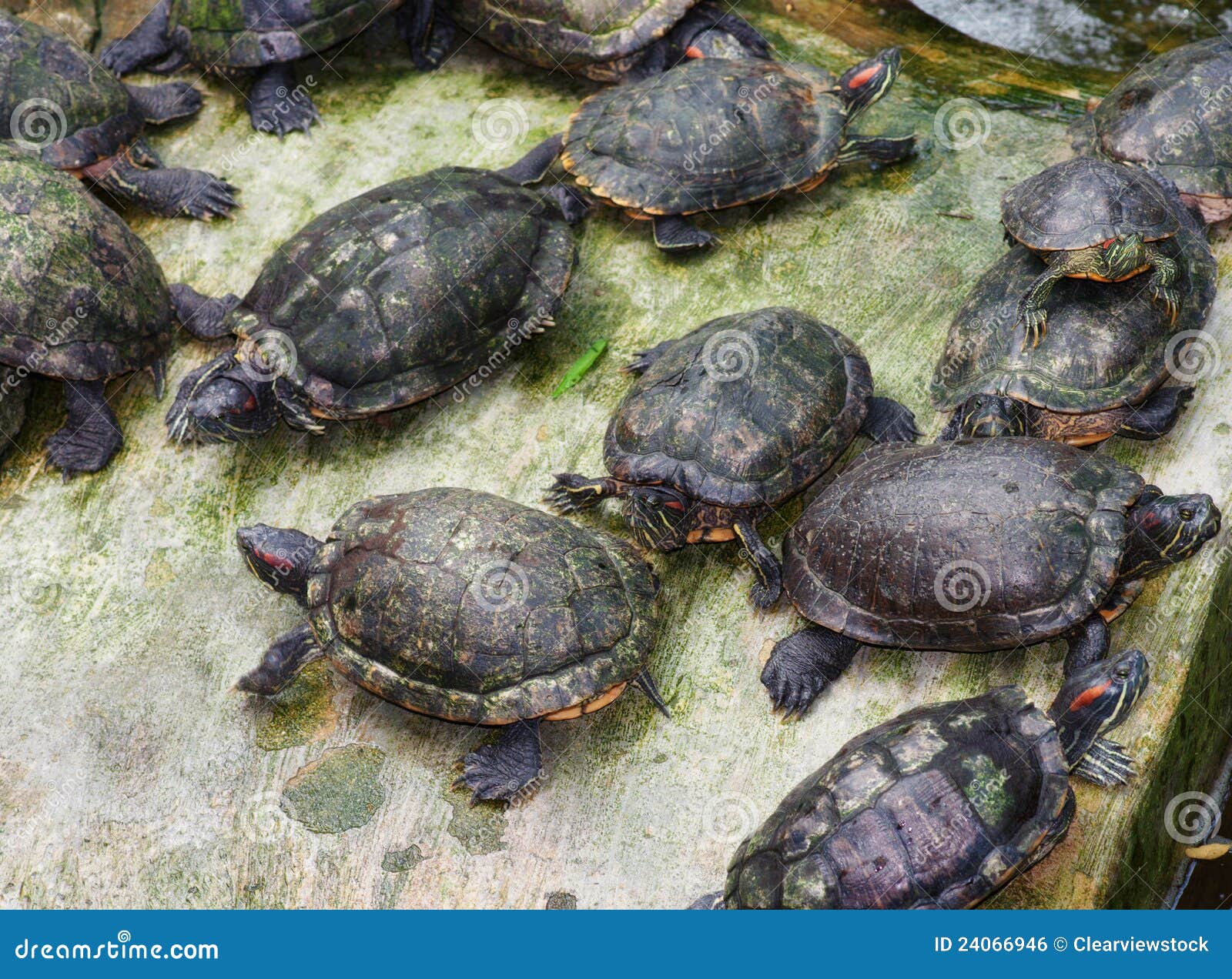 Veel schildpadden stock foto. Image of dier, soorten - 24066946