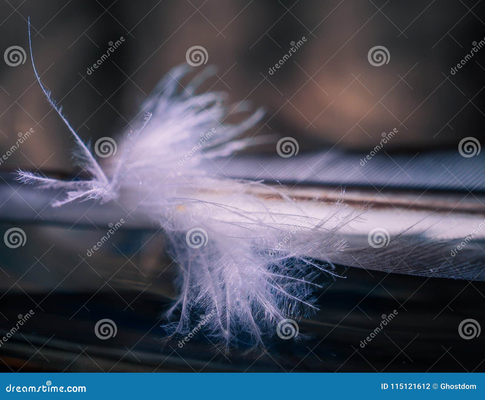 Veer stock foto. Image of zwart, verwijzing, blauw, beeld - 115121612