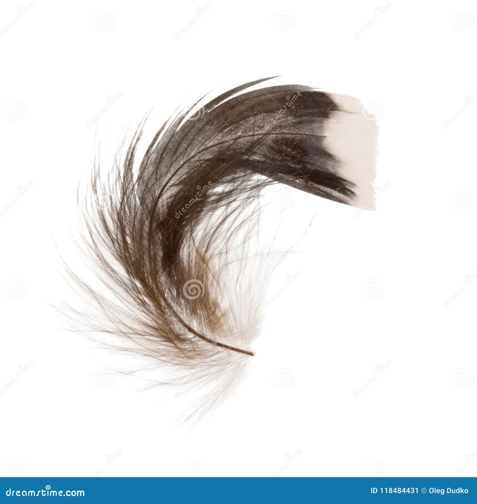 Veer stock afbeelding. Image of pluizig, enkelvoudig - 118484431