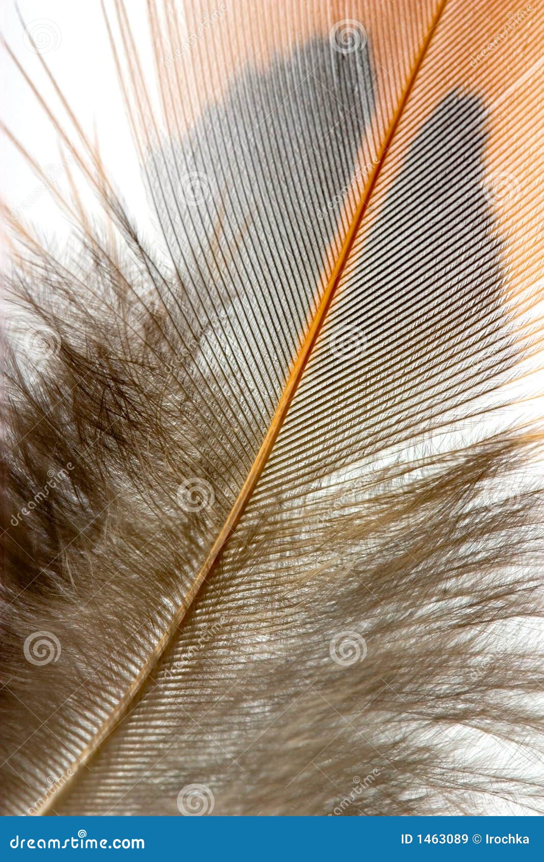 Veer stock afbeelding. Image of rust, sluit, samenstellen - 1463089