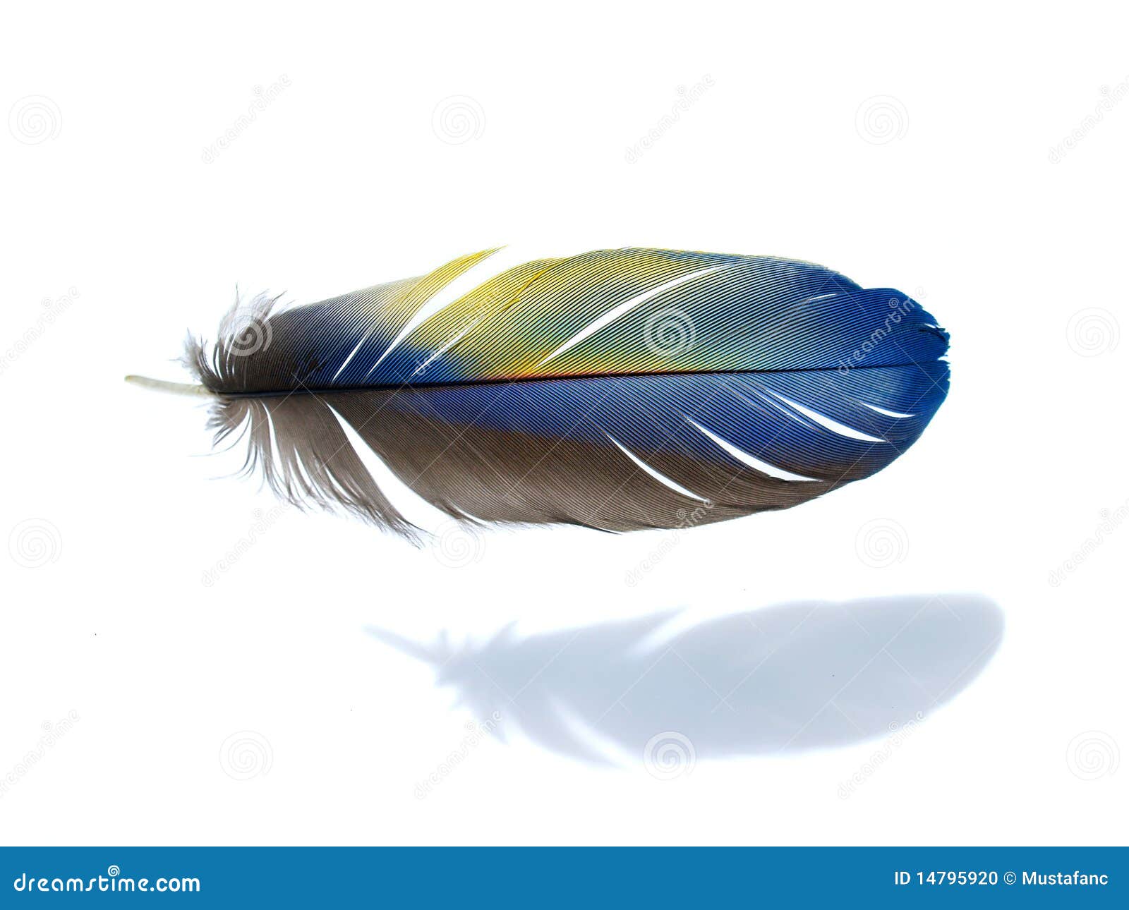 Veer stock foto. Image of geïsoleerd, begrip, sluit, vogel - 14795920