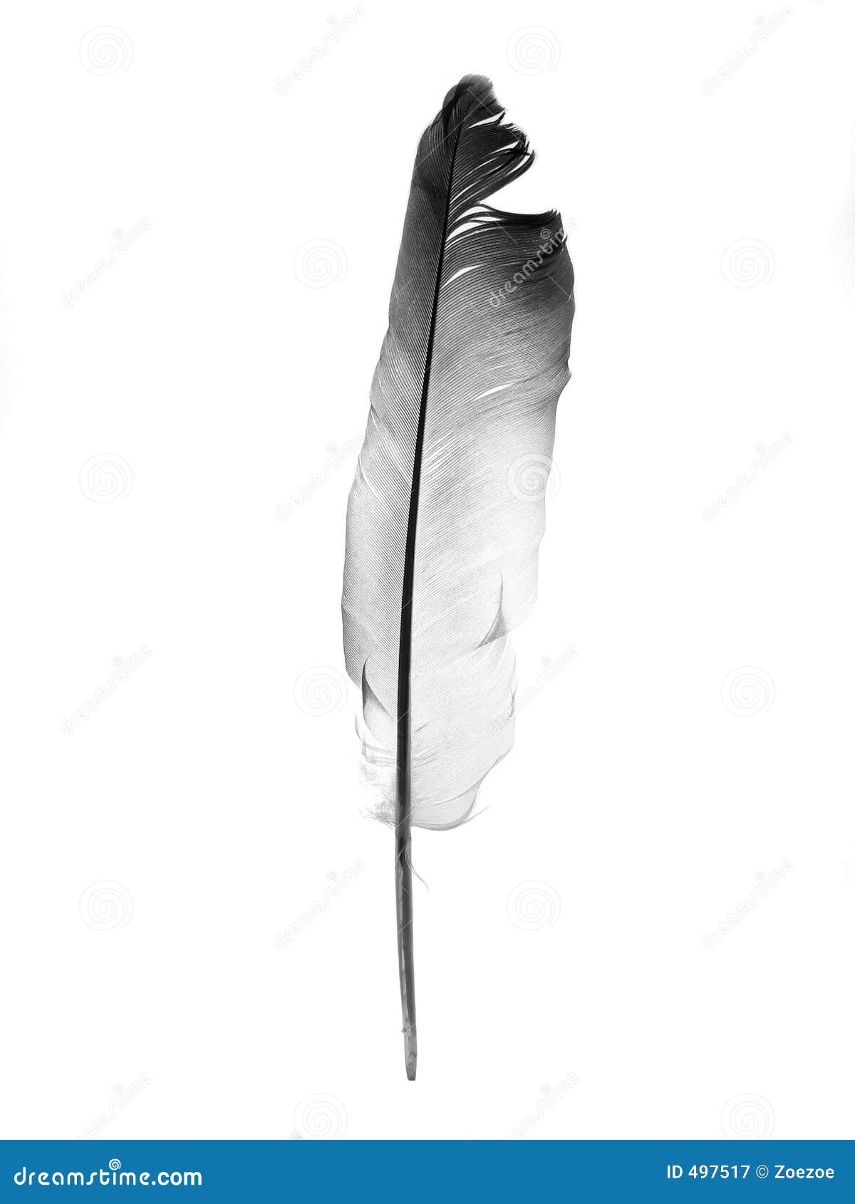 Veer stock afbeelding. Image of blad, vrede, veren, tint - 497517