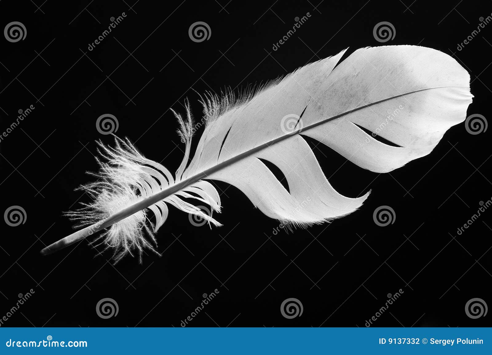 Veer stock foto. Image of zwart, vlieg, veer, breekbaar - 9137332