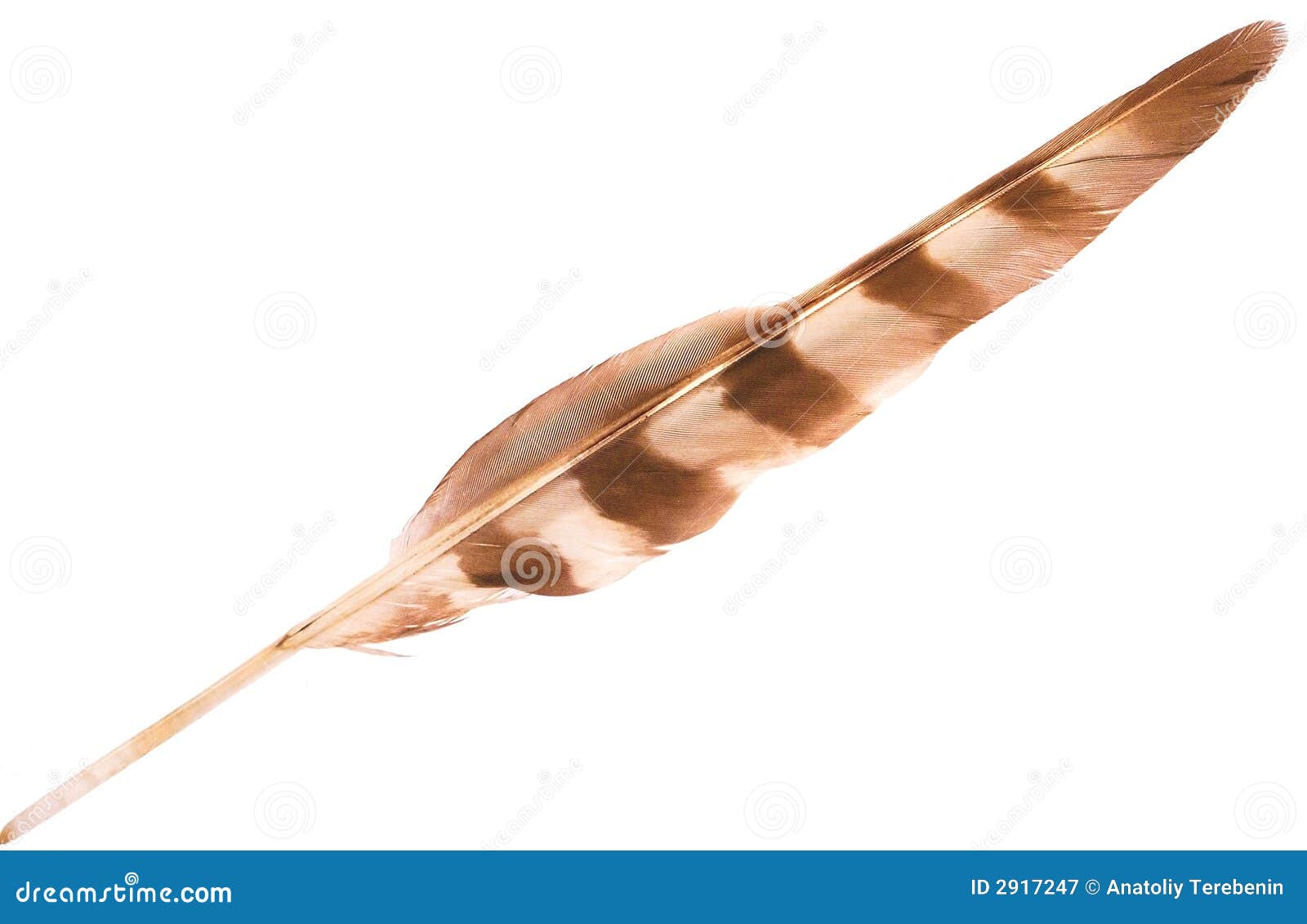 Veer van een uil. stock afbeelding. Image of gestreept - 2917247