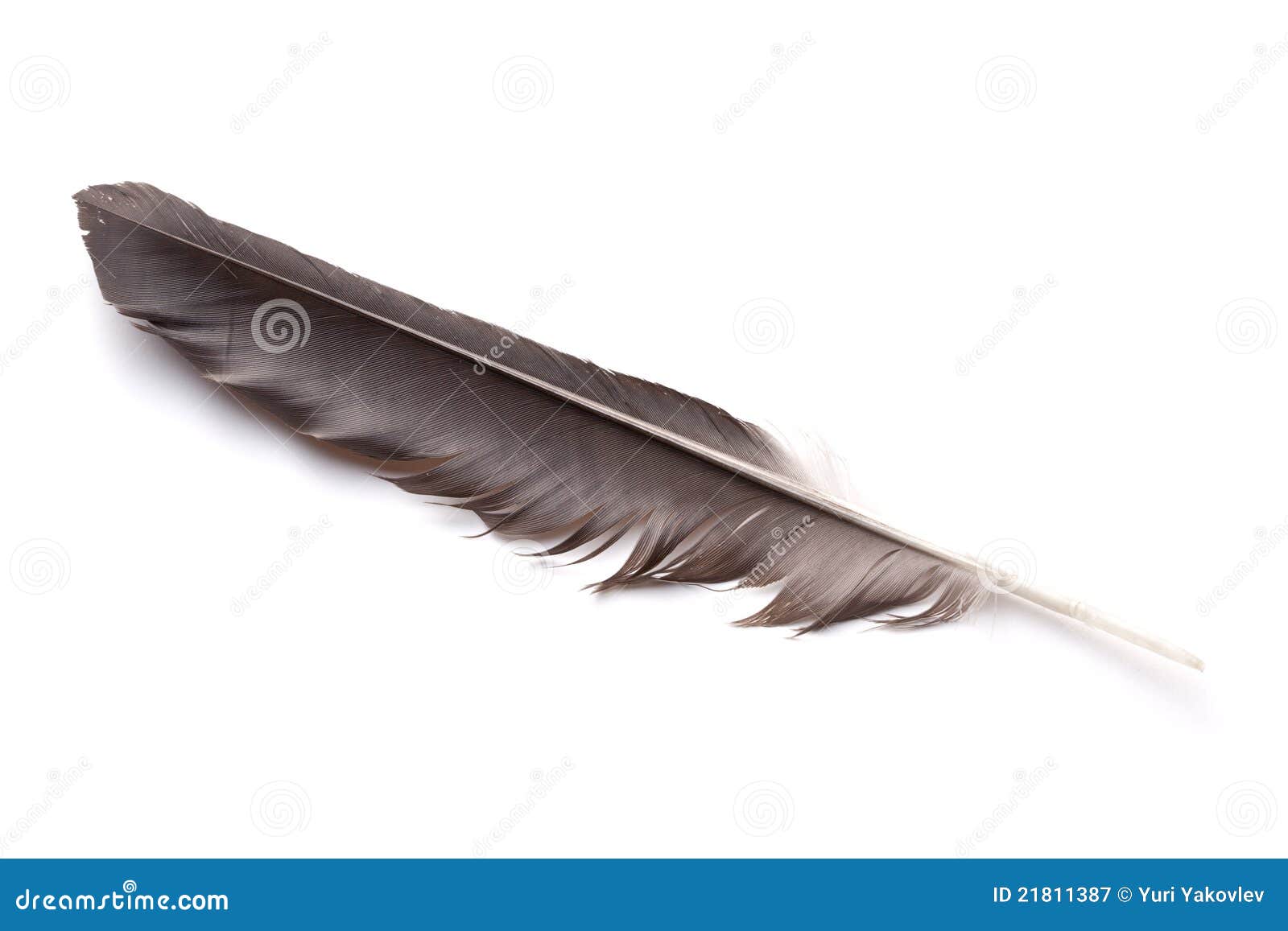 Veer van een vogel stock afbeelding. Image of voorwerp - 21811387