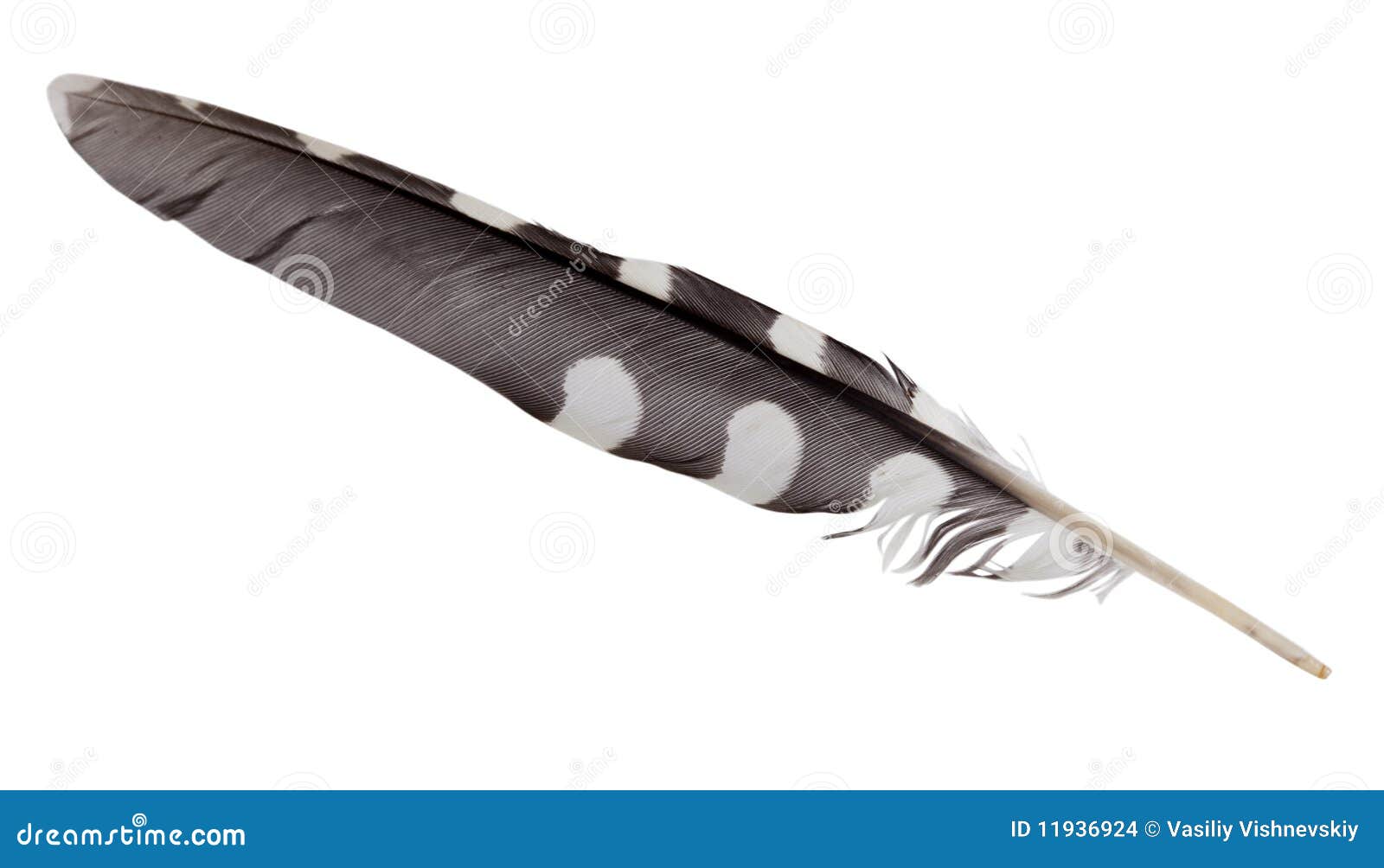 Veer van vogel stock foto. Image of achtergrond, vogel - 11936924
