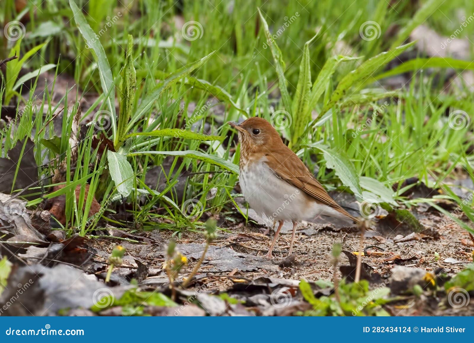 Veery, Catharus Fuscescens, Relaxing on the Ground Stock Photo - Image ...