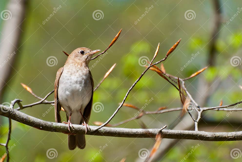 Veery stock image. Image of pretty, flower, pattern, natural - 40651319