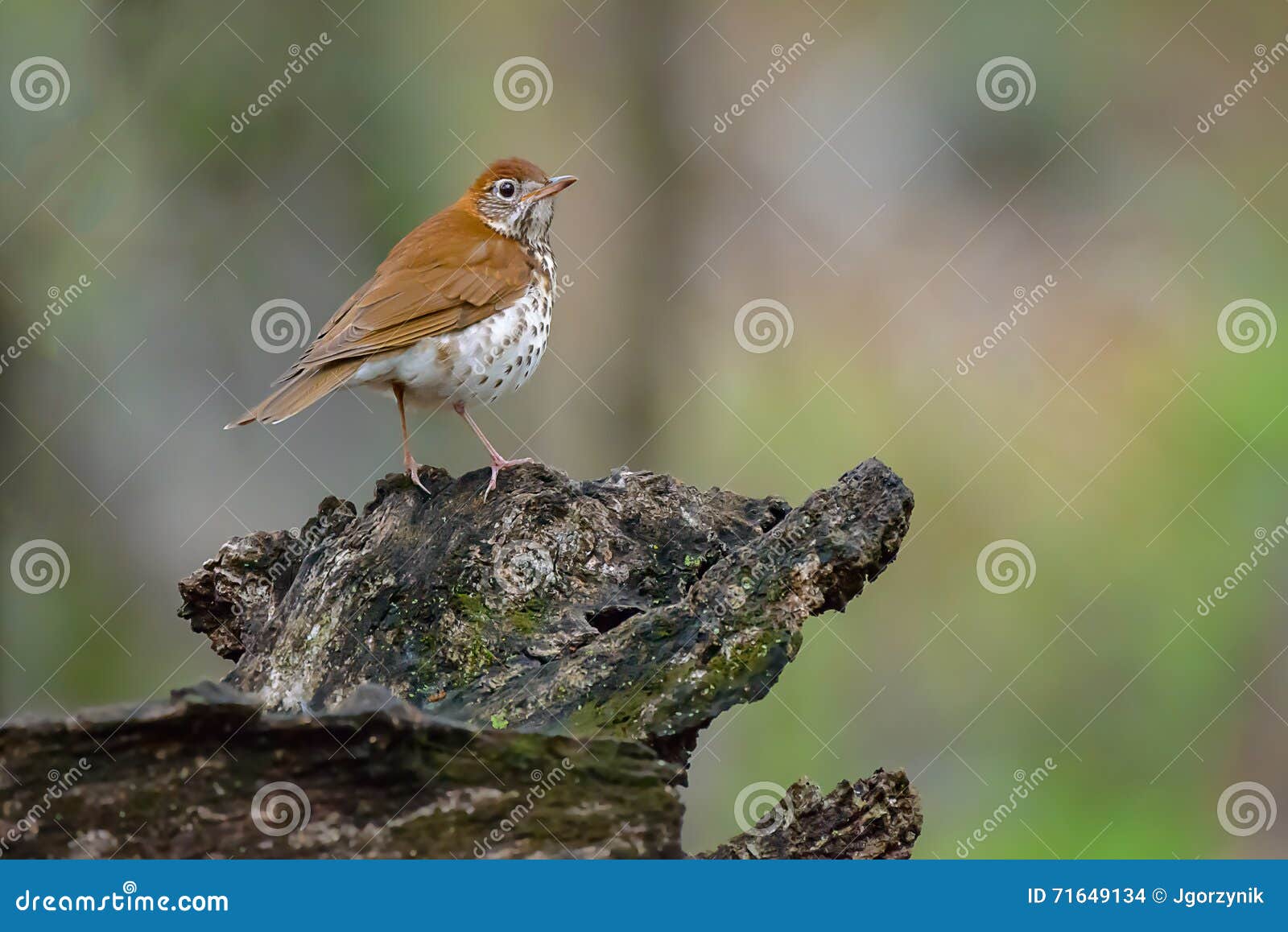 Veery stock photo. Image of small, environment, perch - 71649134