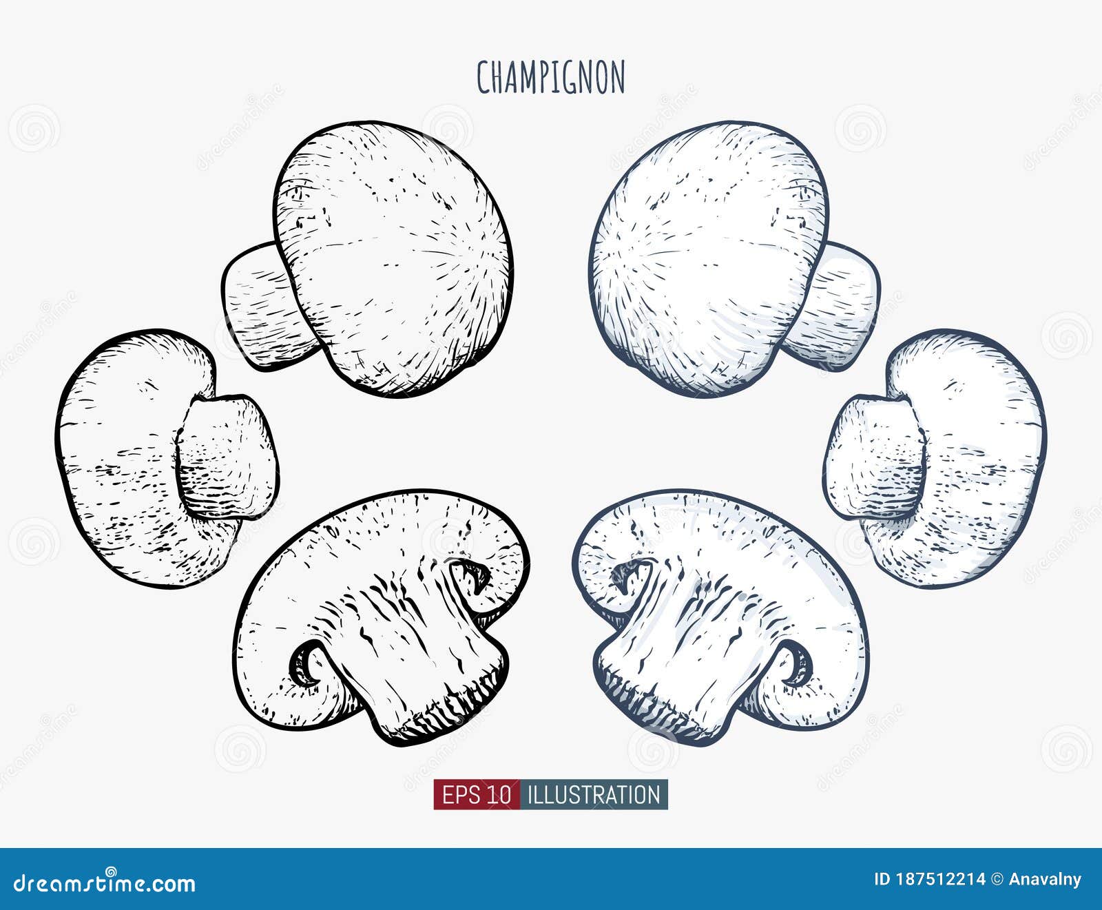 Hand Drawn Champignon. Template for Your Design Works Stock Vector ...