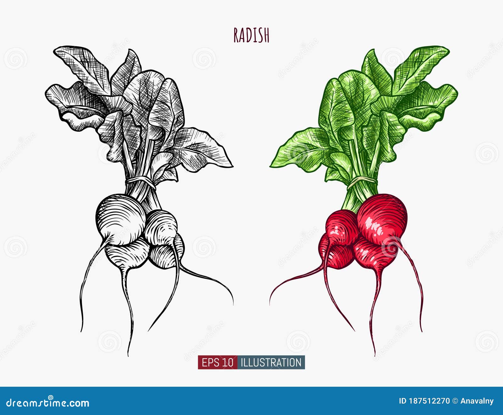 Hand Drawn Radish. Template for Your Design Works Stock Vector ...