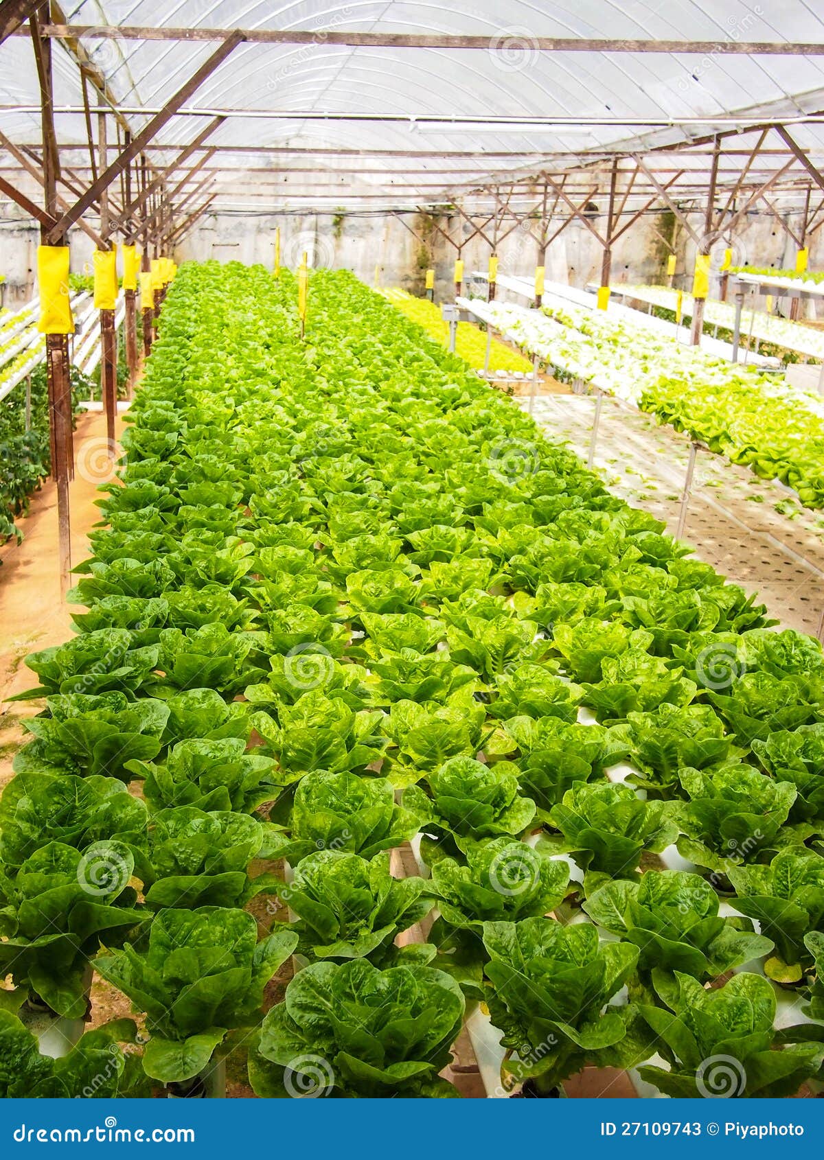 Vegatable farm stock image. Image of leaf, growth, plant - 27109743