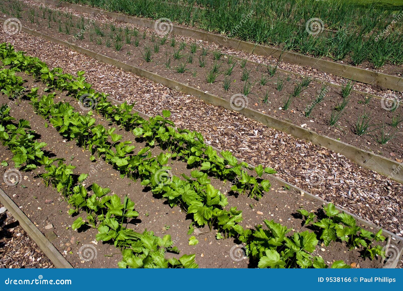 Vegatable garden stock photo. Image of nature, gardens - 9538166