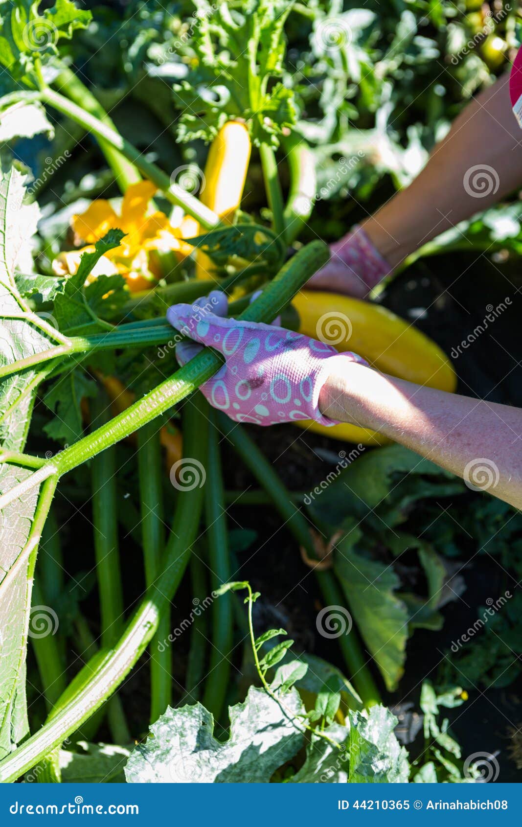 Vegatable garden stock image. Image of edible, farming - 44210365