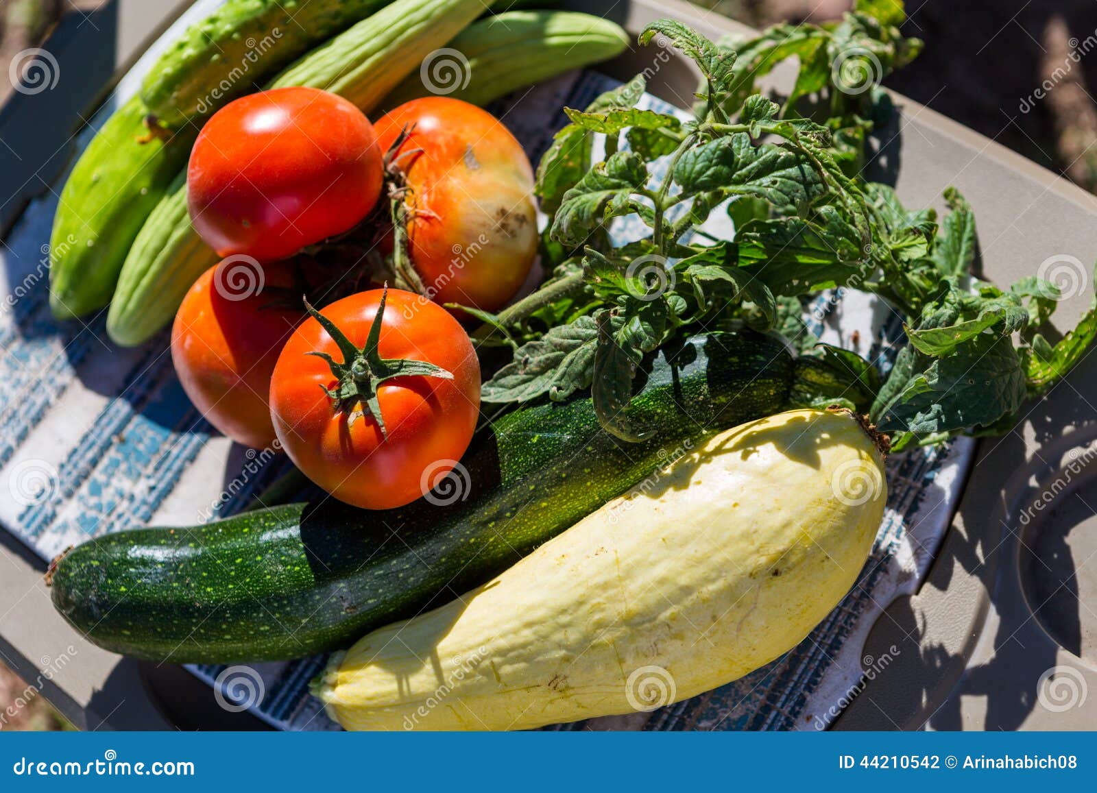 Vegatable garden stock photo. Image of small, nutrition - 44210542