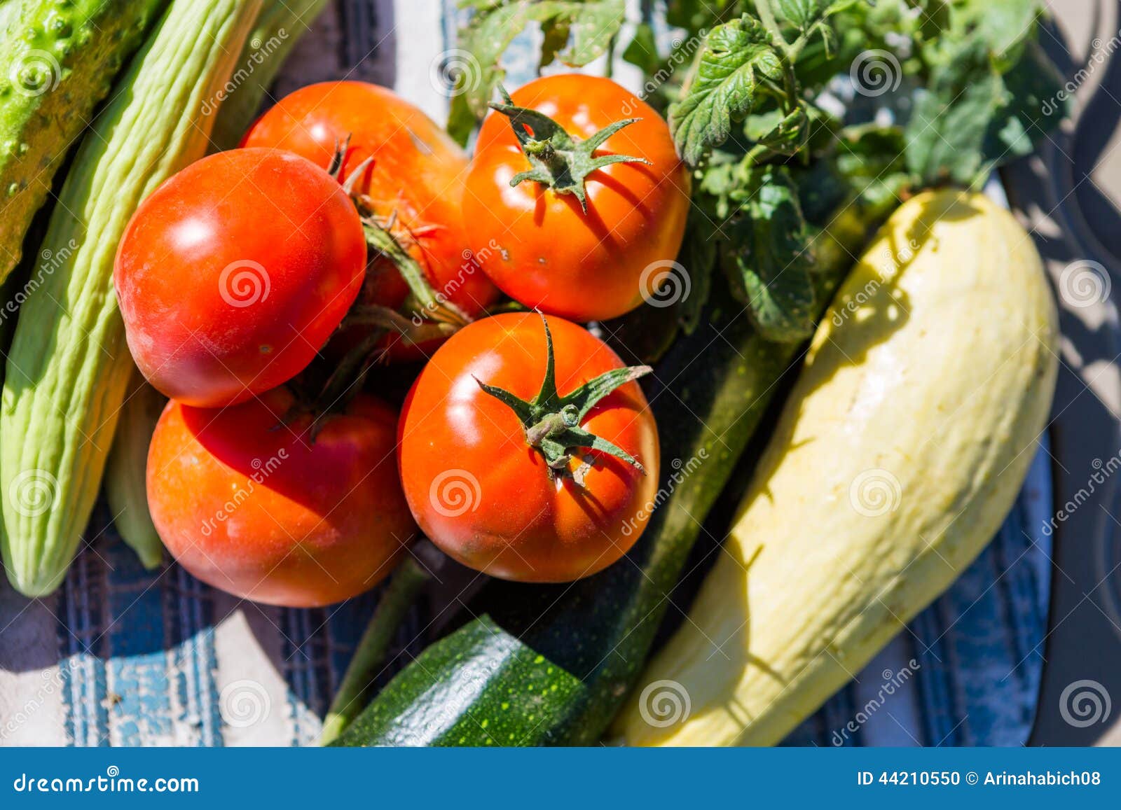 Vegatable garden stock photo. Image of plant, healthy - 44210550