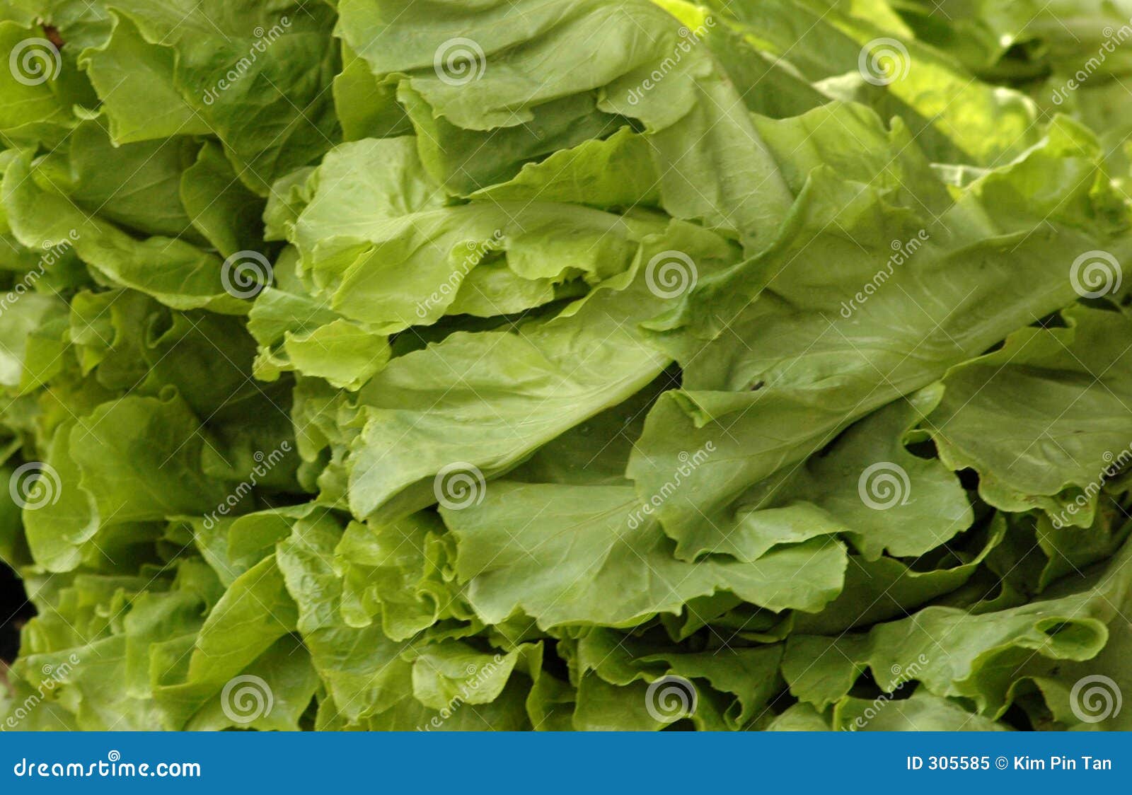 Vege stock image. Image of diet, green, vegetable, vitamin - 305585