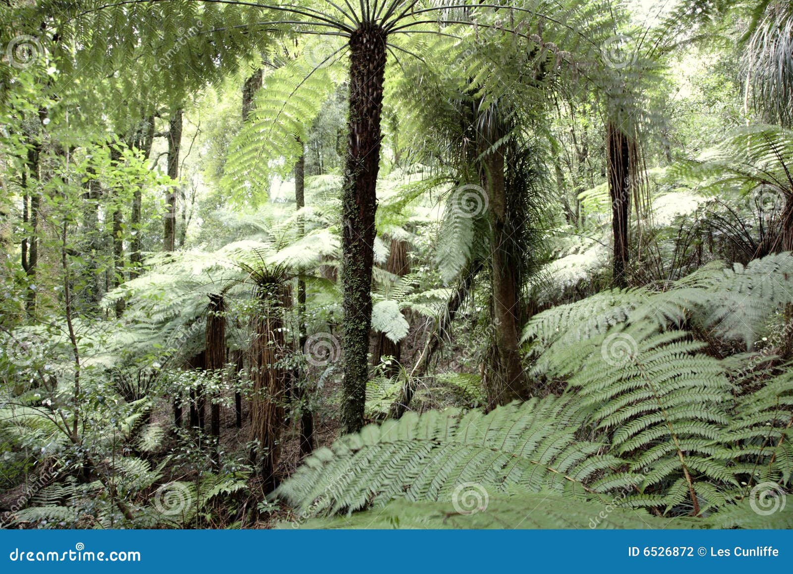 Vegetação De Floresta Tropical Foto de Stock - Imagem de densamente ...