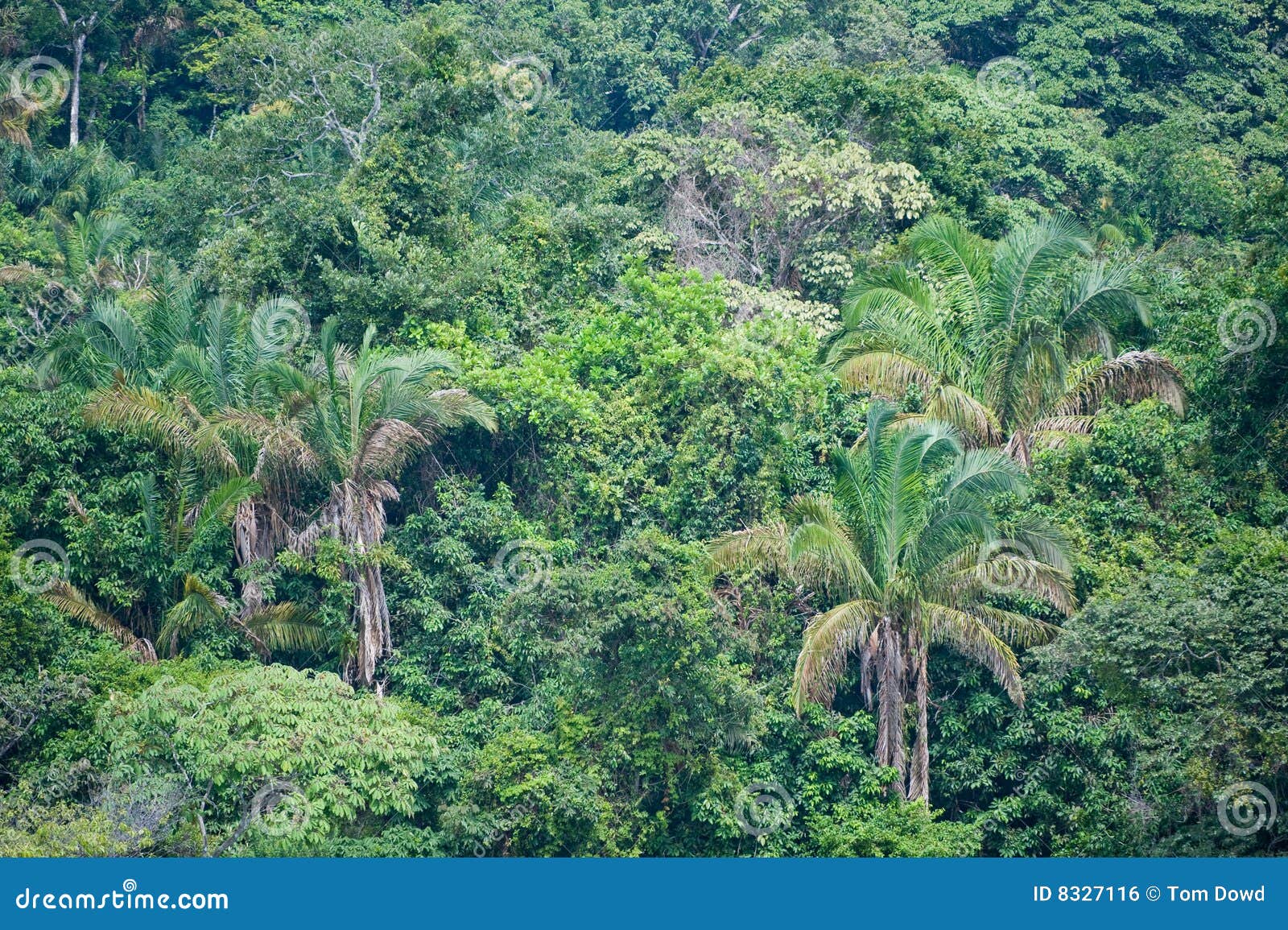 Vegetação de selva densa foto de stock. Imagem de exterior - 8327116