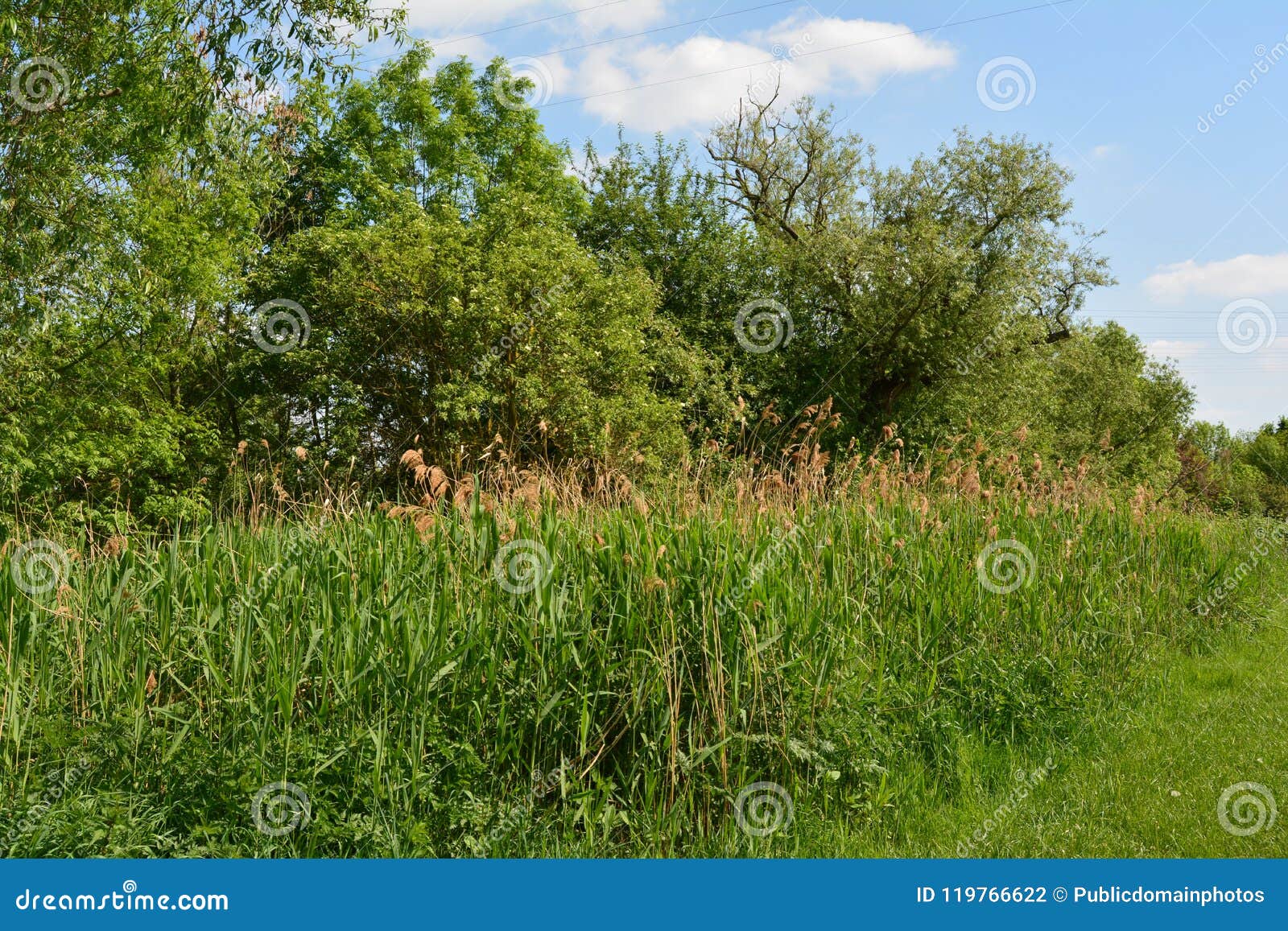 Vegeta??o, Ecossistema, Reserva Natural, Grama Imagem. Imagem: 119766622