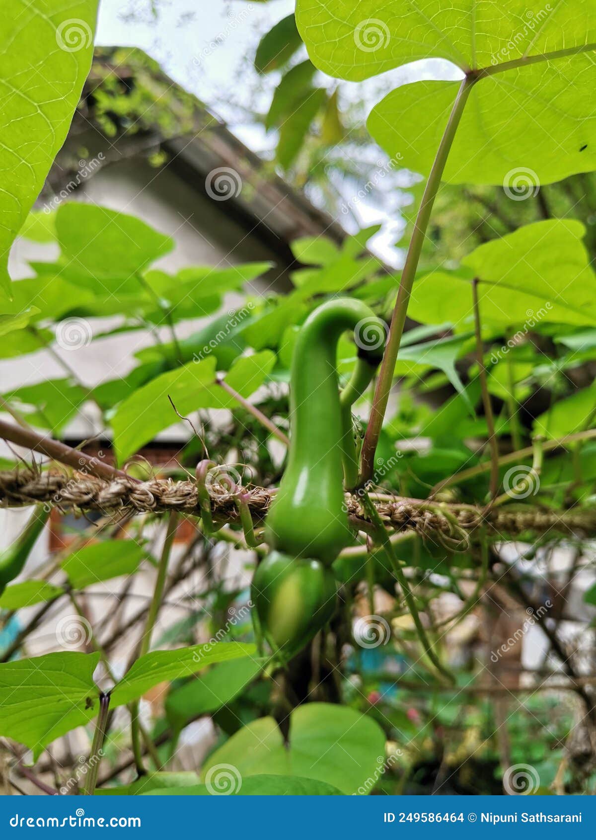 Vegetabale called Alanga stock photo. Image of branch - 249586464