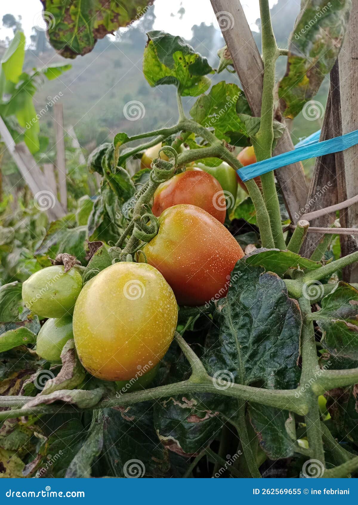 Vegetabels and fruits stock image. Image of fruit, tomato - 262569655