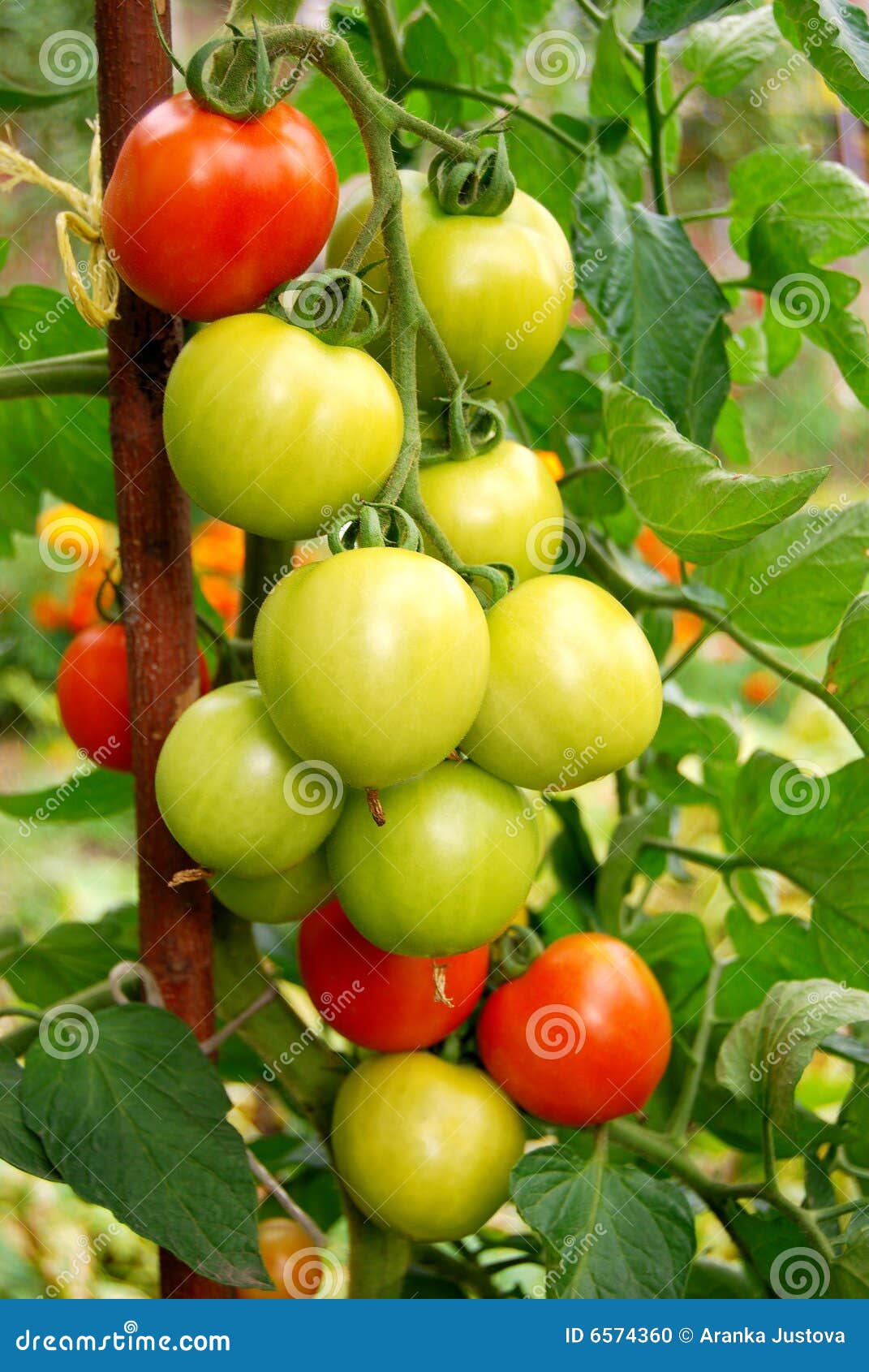 Vegetable stock photo. Image of ingredients, branch, kitchen - 6574360