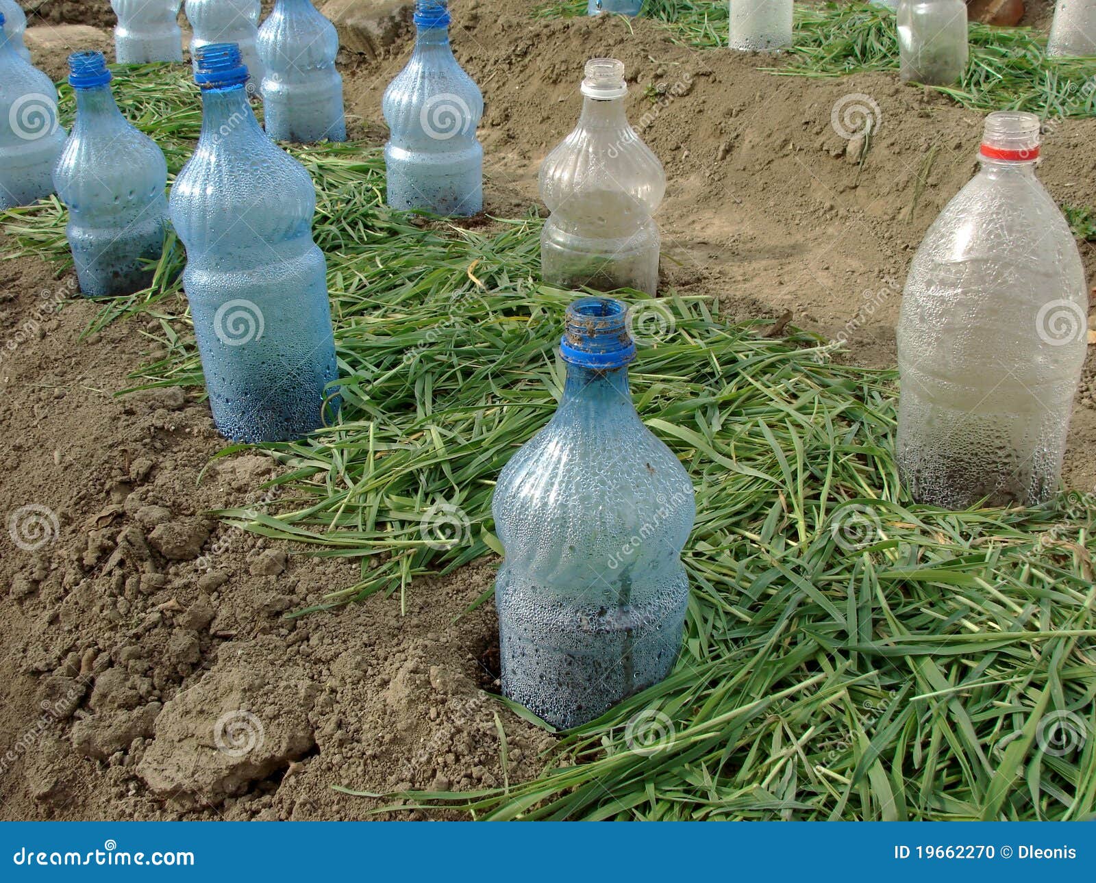 Improving Soil Structure With Green Manure. Mustard Crops. The Concept ...