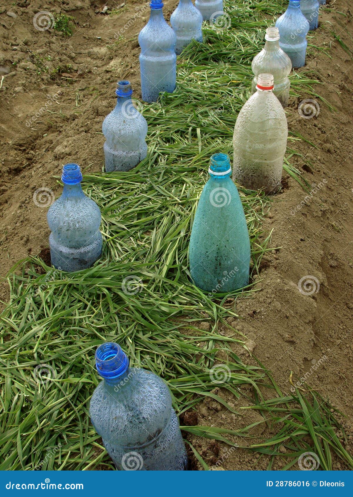Improving Soil Structure With Green Manure. Mustard Crops. The Concept ...