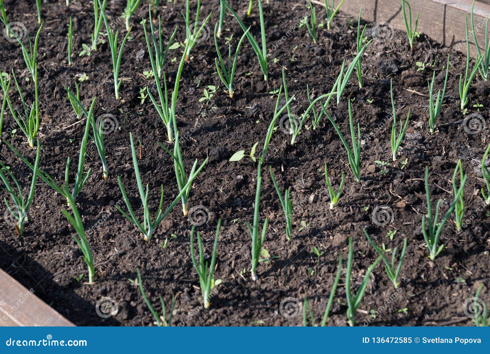 Vegetable Bed with Common Onion Shoots in the Garden, Early Summer ...