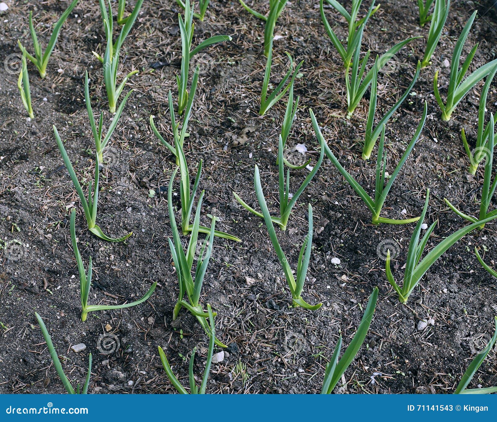 Vegetable Bed for Growing Garlic Stock Image - Image of flavor ...