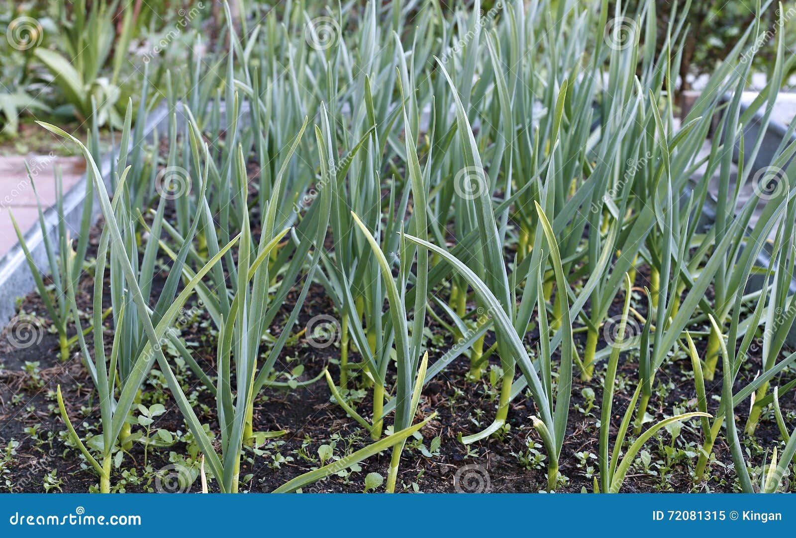 Vegetable Bed for Growing Garlic Stock Image - Image of garden, harvest ...