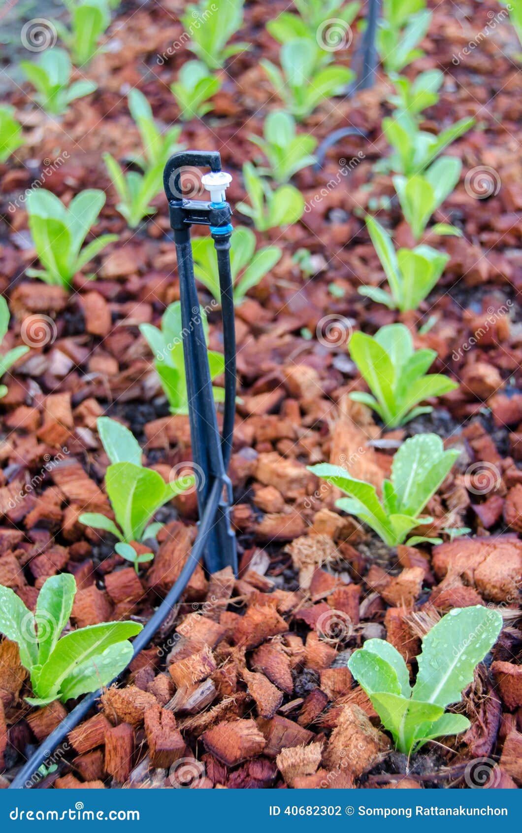 Vegetable Spinger Stock Photos - Free & Royalty-Free Stock Photos from ...