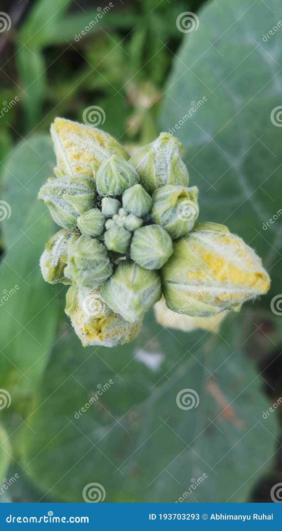 Vegetable Beeds Nature Feel it Stock Image - Image of nature, natural ...
