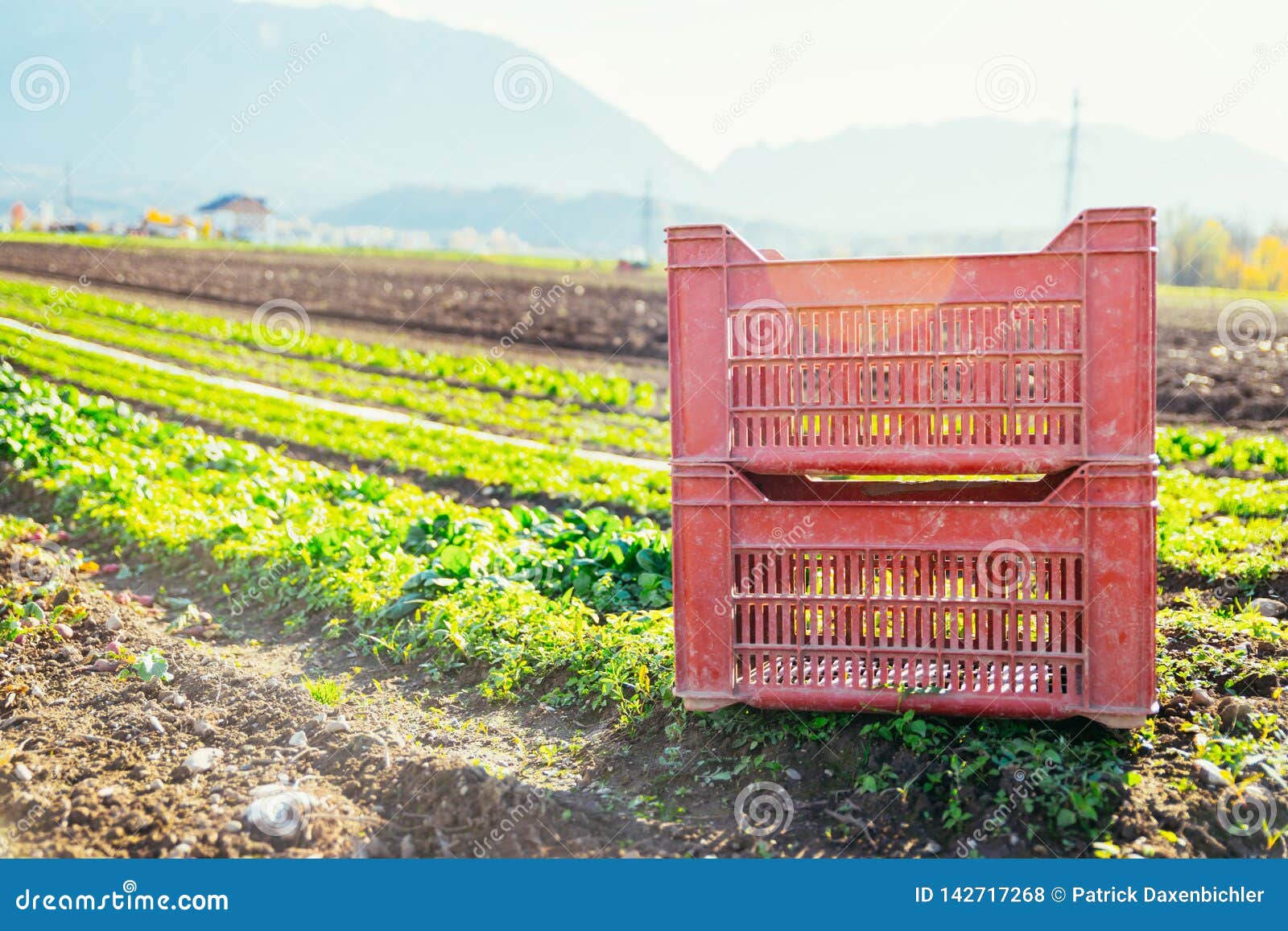 Vegetable Box on Agriculture Field Stock Photo - Image of crop, basket ...