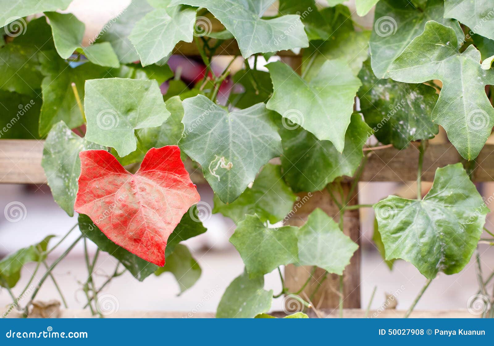 Vegetable, Bunch of Ivy Gourd Stock Photo - Image of green, fresh: 50027908