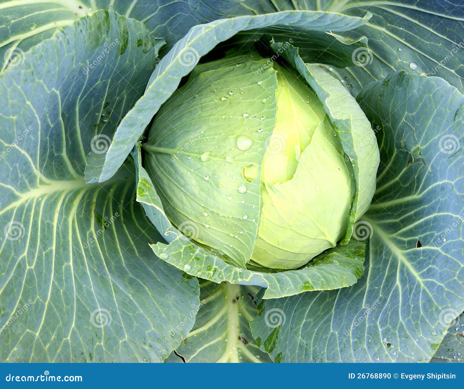 Vegetable cabbage stock photo. Image of vitamins, meal - 26768890