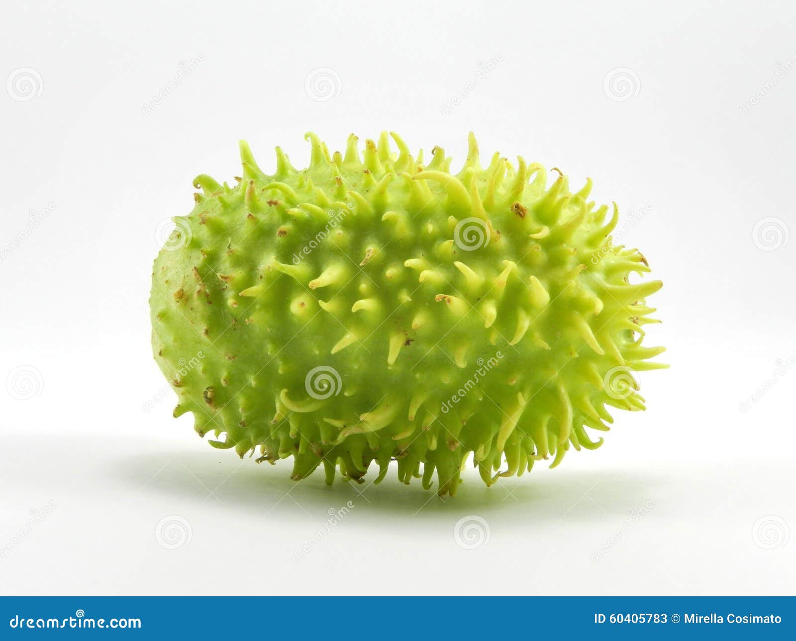 Vegetable called maxixe stock image. Image of nutirional - 60405783